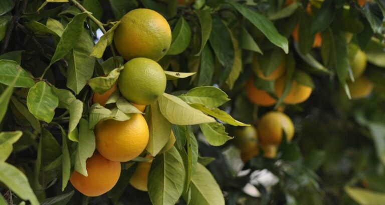 Orange tree with yellow leaves: what can it be? - Global Gardening Secrets