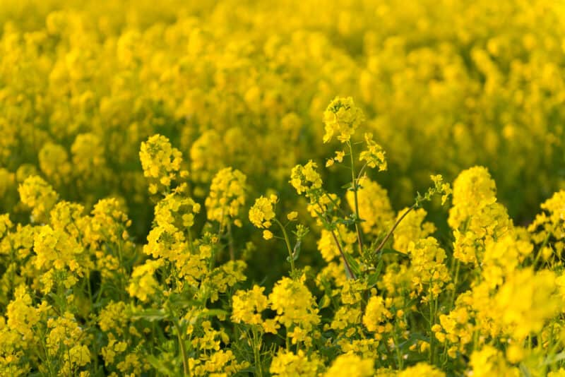 How to use a mustard to fight destructive insects - Global Gardening ...