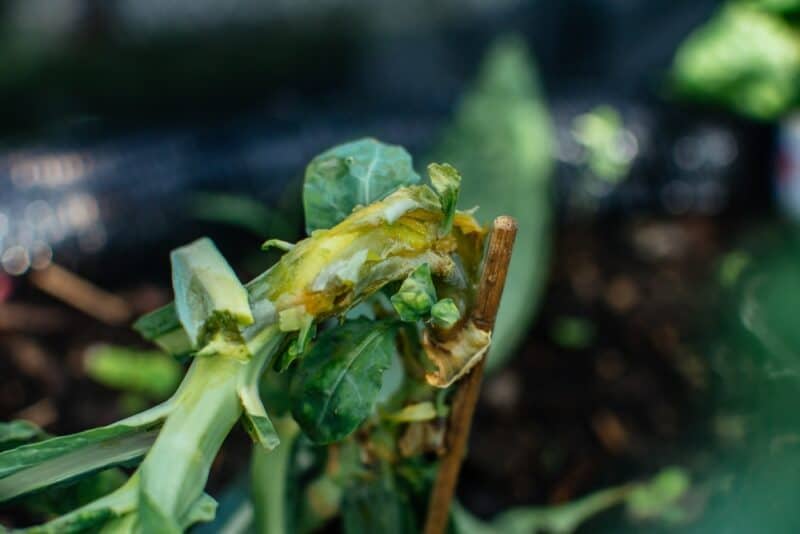 What is it and how to deal with it - Global Gardening Secrets