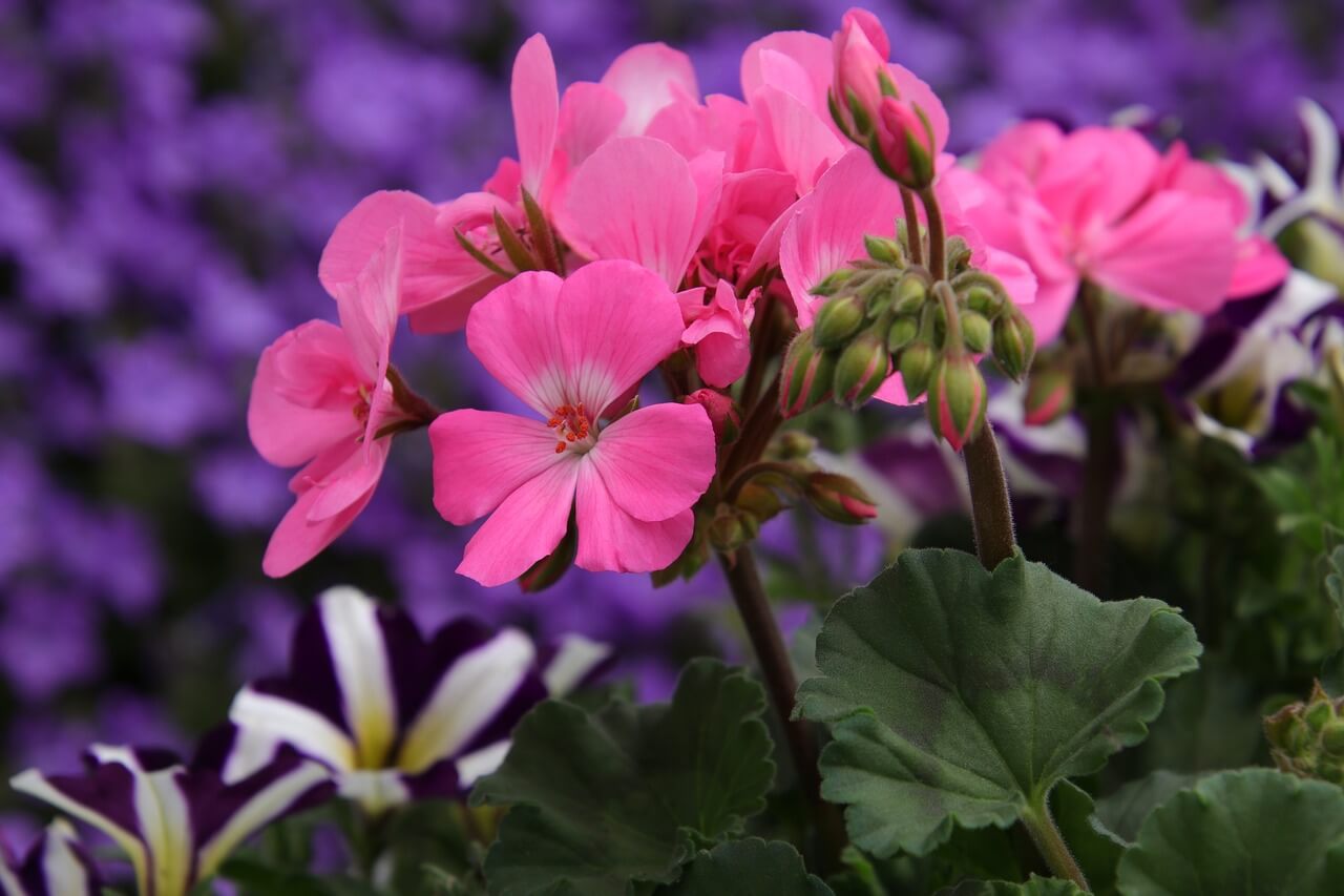 COLORS OF GERANIUM FLOWERS What does each color imply? - Global ...